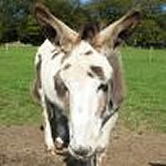 The Tamar Valley Donkey Park, Cornwall