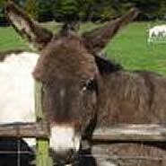 The Tamar Valley Donkey Park, Cornwall