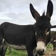 The Tamar Valley Donkey Park, Cornwall
