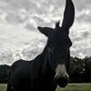 The Tamar Valley Donkey Park, Cornwall