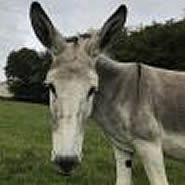 The Tamar Valley Donkey Park, Cornwall